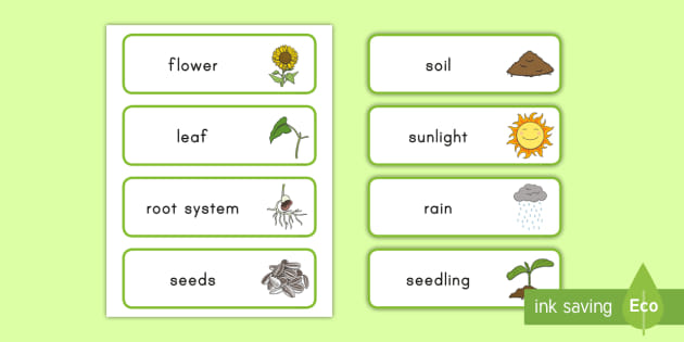 Plant Word Cards (Teacher-Made)