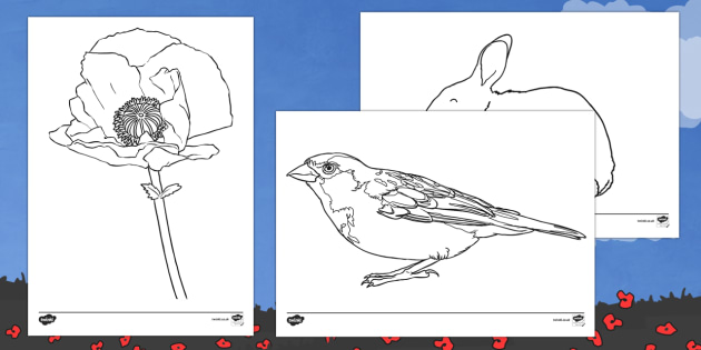 Poppy Story Colouring Pages (teacher made)