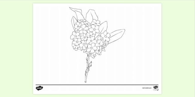 FREE! - Forget Me Not Bunch Colouring Sheet | Colouring Sheets