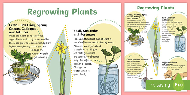 Regrowing Plants Display Poster (teacher made)