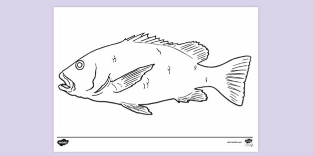 Mangrove Jack - Mangrove Red Snapper Fish Colouring Sheet