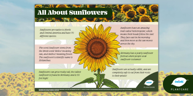 All About Sunflowers, summer flowers, plants, plantcare