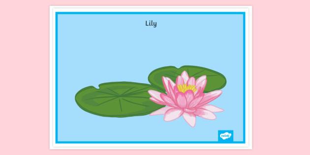 FREE! - Lily Flower Display Poster | Primary Resources