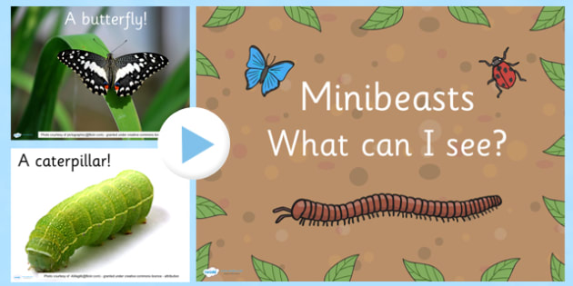 Minibeast What Can You See PowerPoint - minibeasts, power point