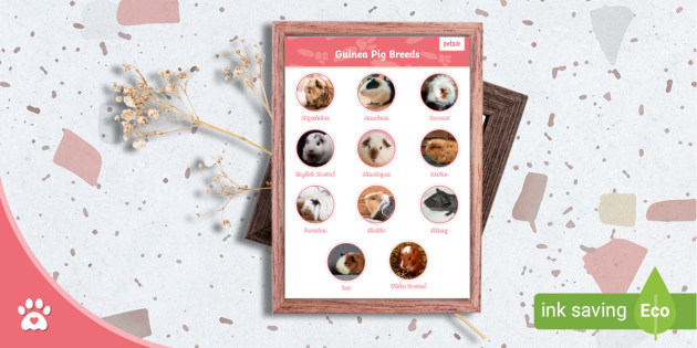 Guinea Pig Breeds - Display Poster - Guinea Pigs - Pets
