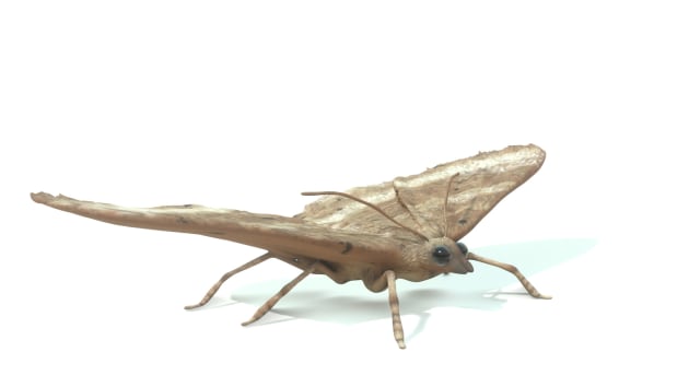 FREE! - Moth AR Quick Look Model
