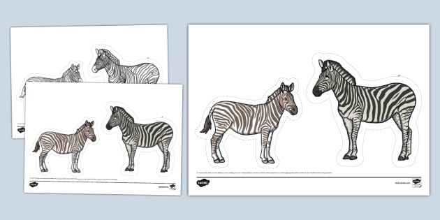 Zebra Resources | twinkl.co.uk
