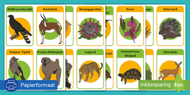 Fynbos Fauna en Flora Flitskaarte (teacher made)