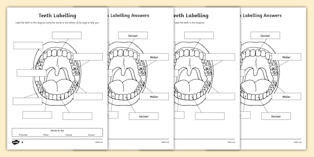 Diagram Of A Tooth To Label Ks2
