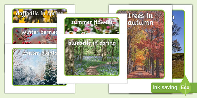 Seasonal Changes in Plants Display Photos (teacher made)
