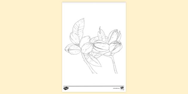 Pecan Nuts Colouring Sheet Colouring | Colouring Sheets