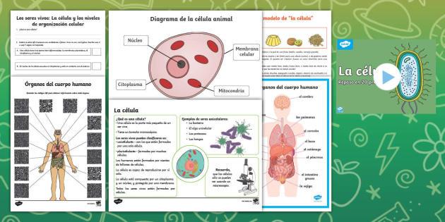 Organización De Los Organismos Vivos Juegos De Ciencias | Juego De