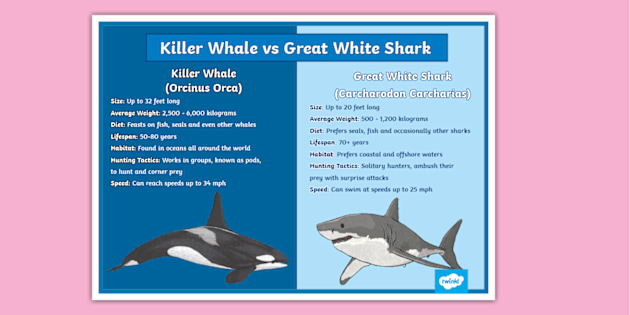 Killer Whale Vs Great White Shark Who Would Win Killer Whale Vs Great