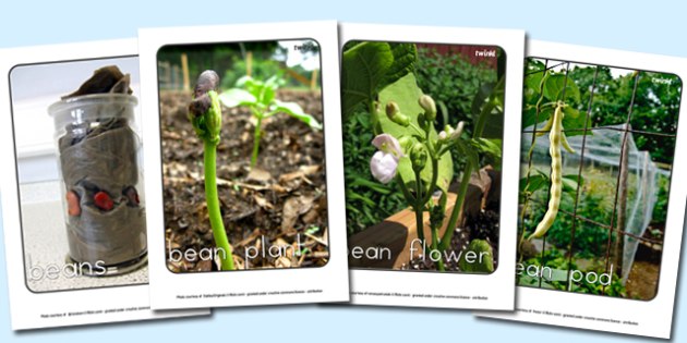 Life Cycle of a Bean Display Photo Pack