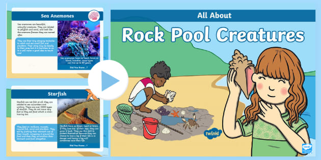 FREE! - KS1 PowerPoint - Rock Pool Creatures (teacher made)