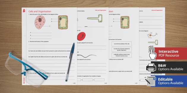 Cells Worksheet Year 7
