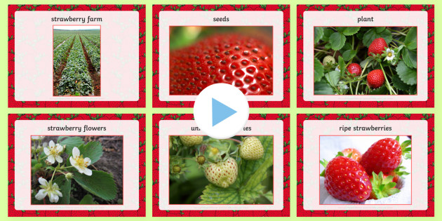 Strawberry Words and Pictures PowerPoint - strawberries