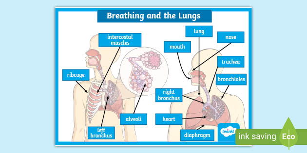 Breathing and the Lungs Display Poster Large