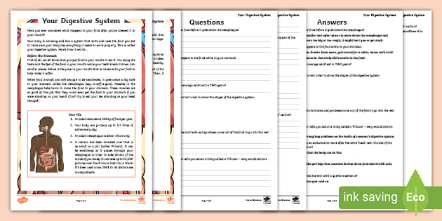 Year 3 and Year 4 The Digestive System Differentiated Reading Comprehension