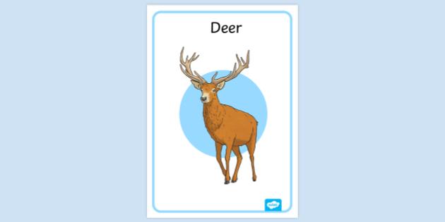 FREE! - Deer Poster | Primary Resources | Twinkl