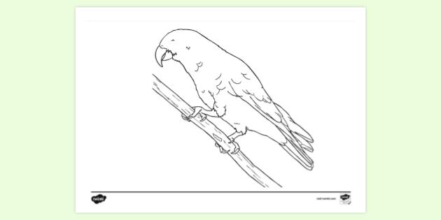 FREE! - Kaka Parrot Twinkl Eyes | Colouring Sheets
