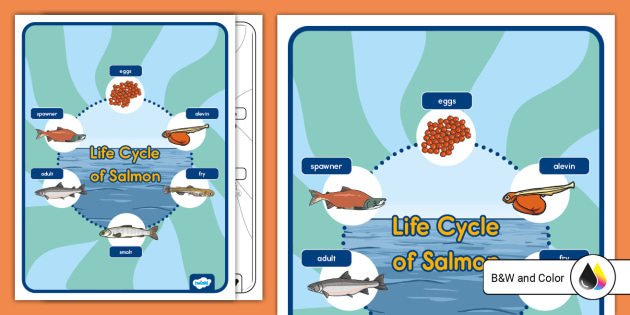 Salmon Life Cycle Worksheets Salmon Life Circle Composition Vector