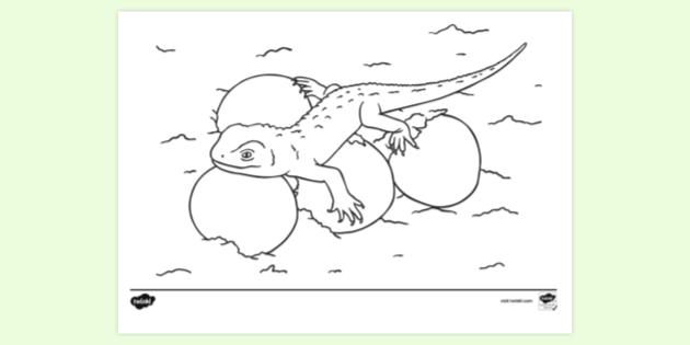 Tuatara Hatchling Colouring Sheet | Colouring Sheets