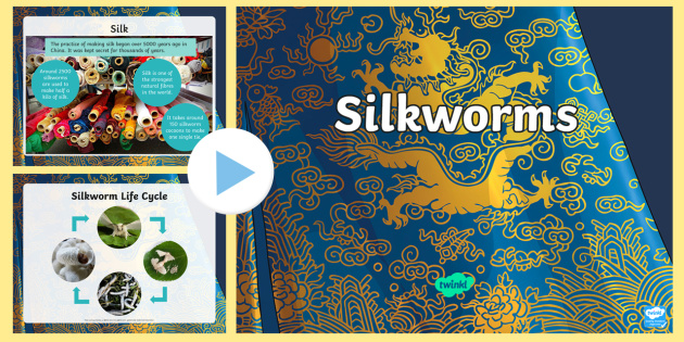3-6 Silkworm PowerPoint (teacher made)