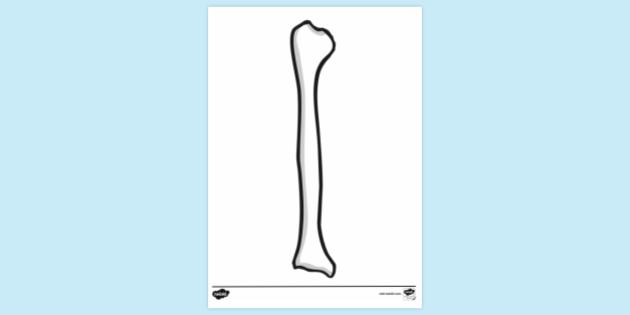 FREE! - Humerus Colouring Sheet (teacher made)
