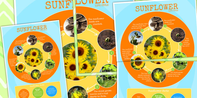 Sunflower Life Cycle Photo Large Display Poster - minibeasts