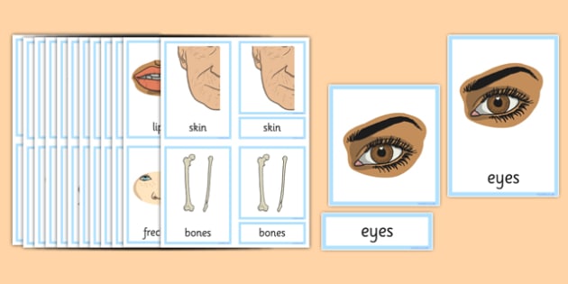 Parts of the Body Three Part Cards