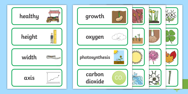 Plant Word Cards
