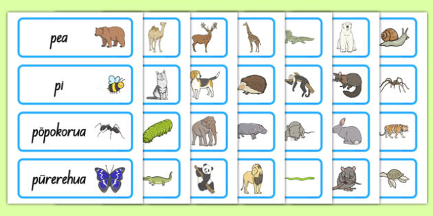 Animals Word Cards (teacher made)