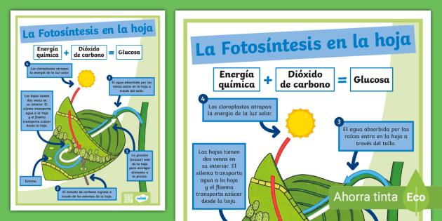 Hoja De Trabajo Sobre Respiración Celular Y Fotosíntesis