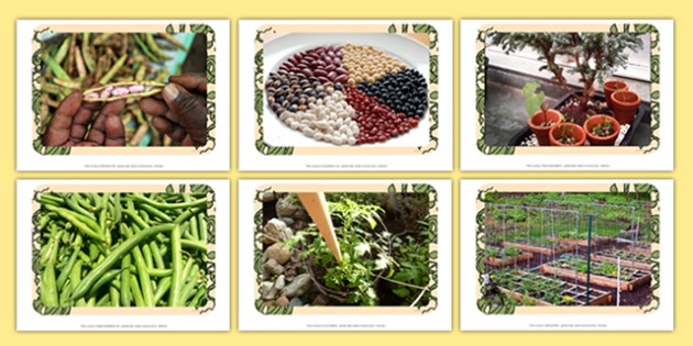 Picture of a Real Beanstalk - Primary Resources