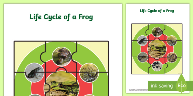 Life Cycle of a Frog Jigsaw (teacher made)