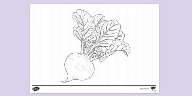Beetroot Colouring Sheet | Colouring Sheets | Twinkl