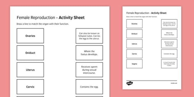Female Reproduction Match and Draw (teacher made)