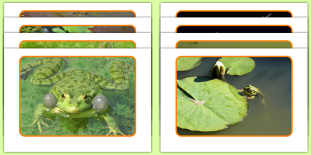 Frogs Display Photos
