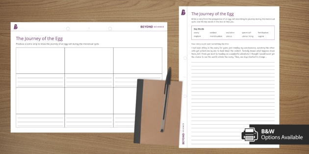 Journey of the egg | KS3 Biology | Beyond