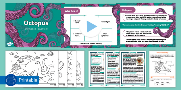 FREE! - All About An Octopus Pack | Octopus Facts | South Africa