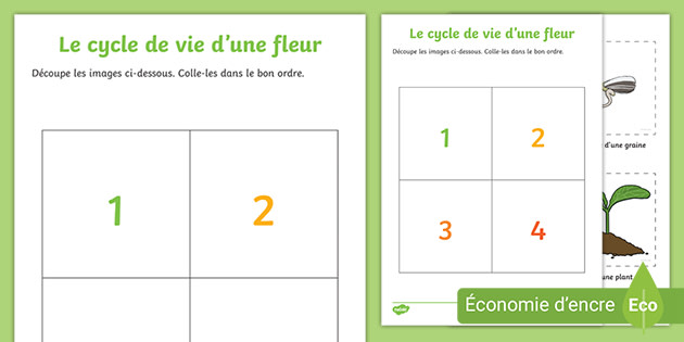 Activité de découpage et collage : Le cycle de vie d'une fleur