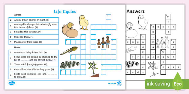 KS1 Life Cycles Crossword (Hecho por educadores)