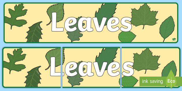 Leaves Display Banner (teacher made)