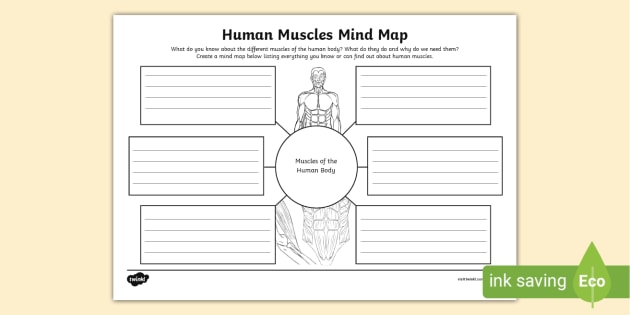 * NEW * Human Muscles Mind Map | KS2 Science (teacher made)