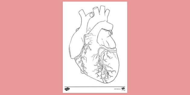 Anatomy - Heart Colouring | Colouring Sheets