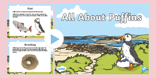 All About Puffins PowerPoint - Facts About Puffins - Twinkl