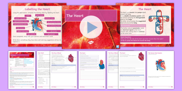 Huge Gcse Biology Worksheet Pack Heart Structure My Biology Resources