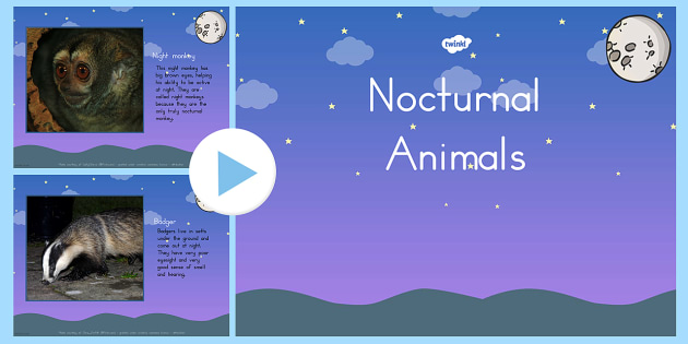 Nocturnal Animals PowerPoint (teacher made)