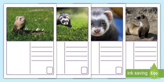 FREE! - Ferret Postcards (Teacher-Made)